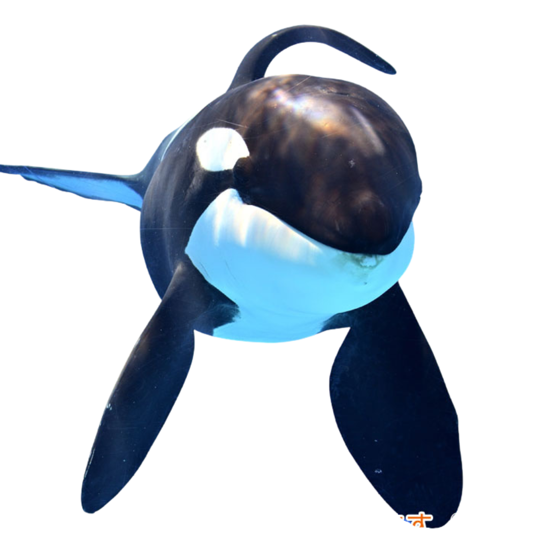 Captive Orcas – Current Holders – Ceta-Base | Captive Dolphin & Whale ...