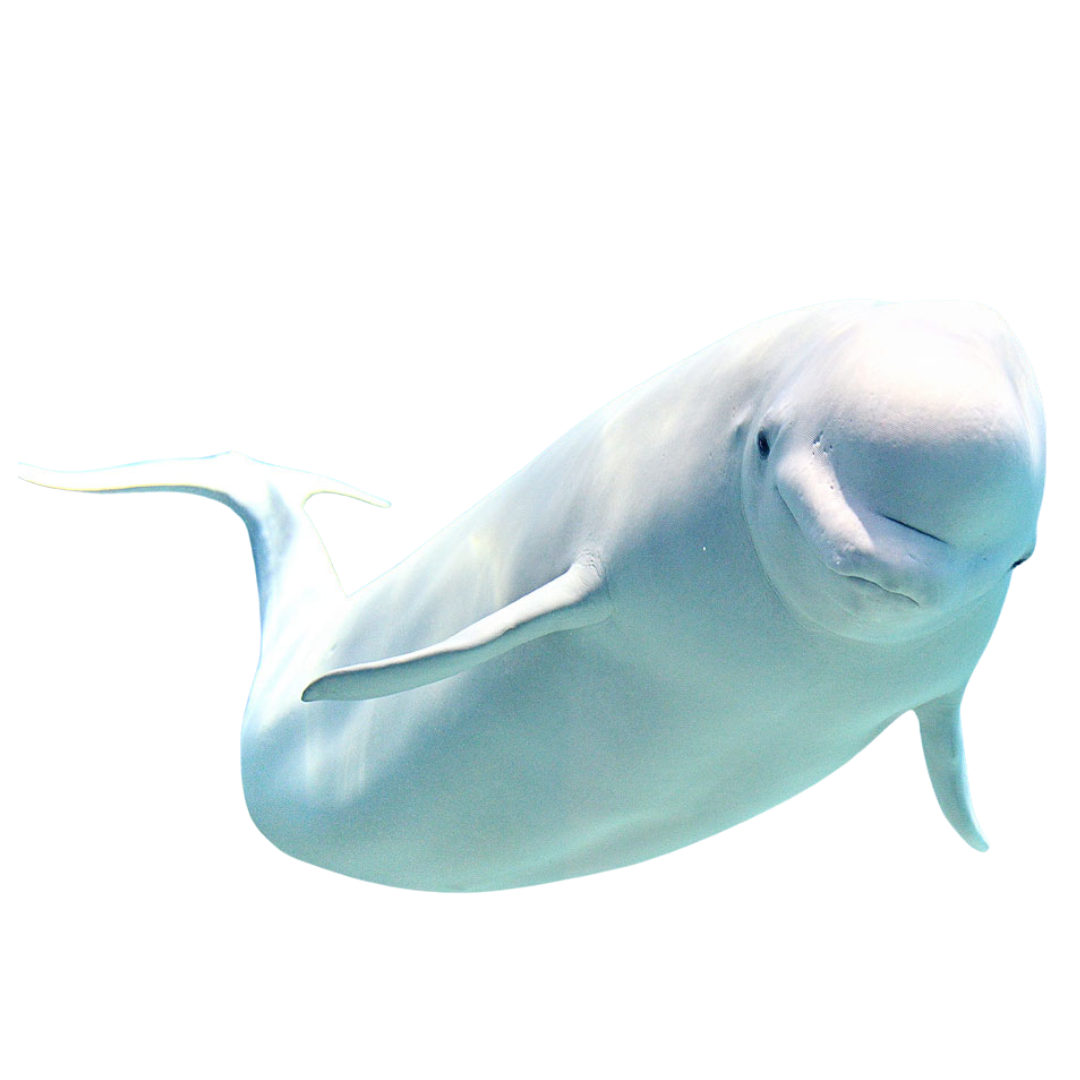 Luga’logue – Belugas (Current) - Ceta-Base | Captive Dolphin & Whale ...